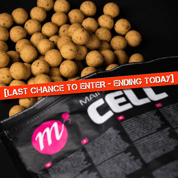 10kg Mainline Cell 15mm Shelf Life Boilies – Ending today! – Carp ...